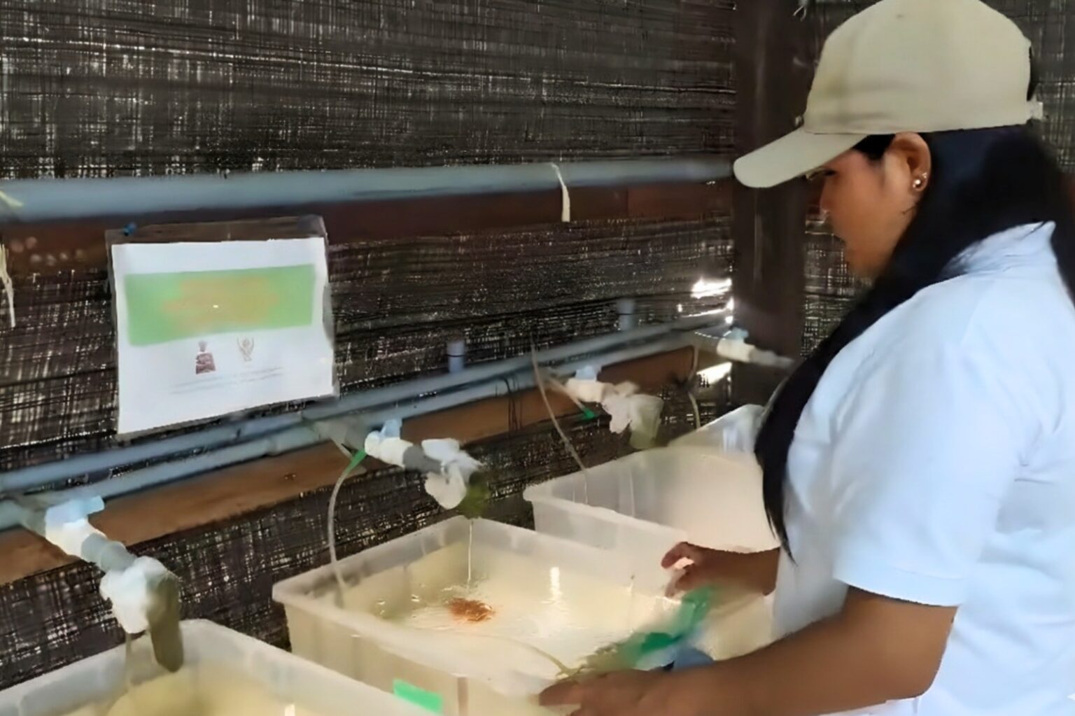 Carachama negra en peligro: IIAP impulsa tecnología para asegurar su ...