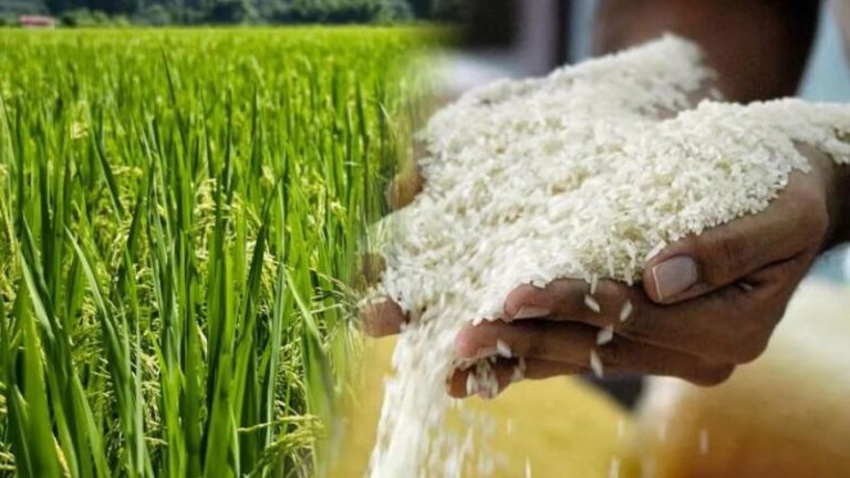 Crisis del arroz: Productores anuncian paro nacional ante colapso de ...